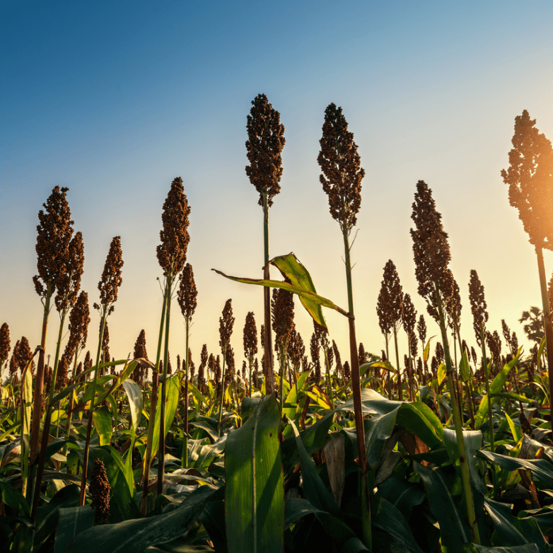 Sorgo en la dieta sin gluten - Dr. Schär Institute